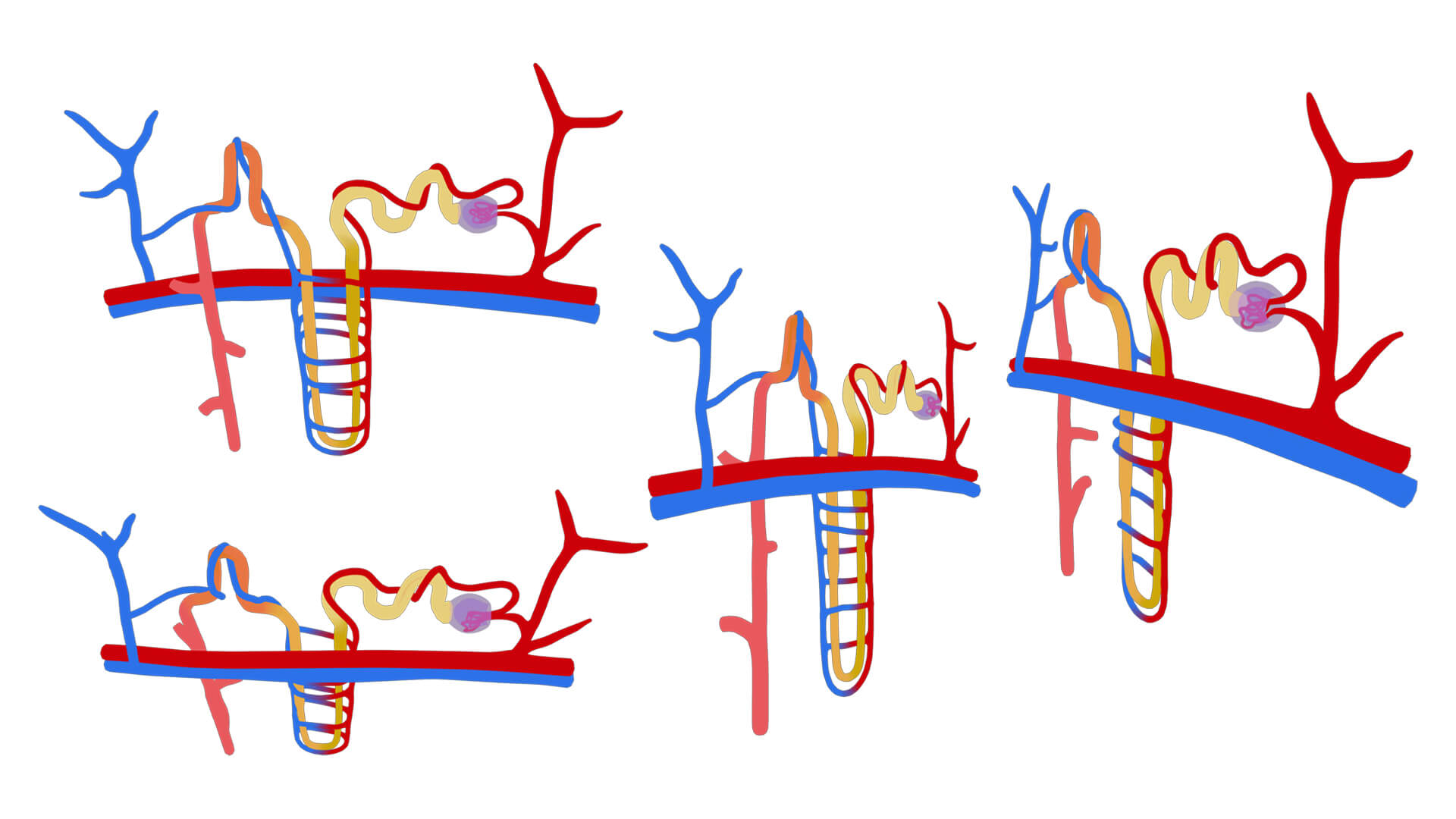 Kidney Nephron Structure Anatomy - 3D Model by h3ydari96