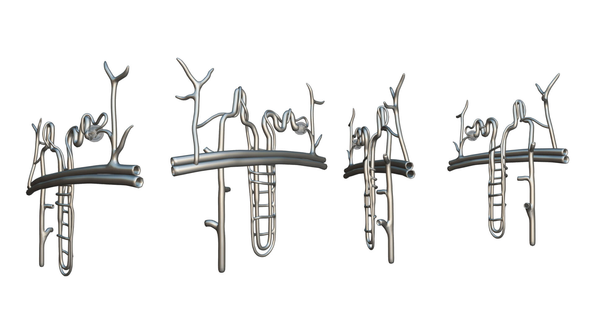 Kidney Nephron Structure Anatomy - 3D Model by h3ydari96