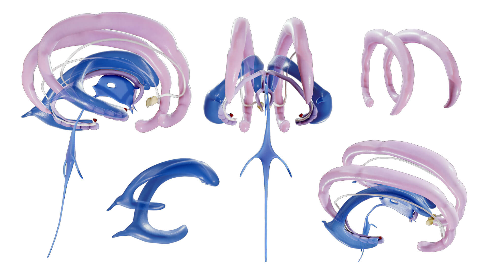 Limbic System Anatomy - 3D Model by h3ydari96