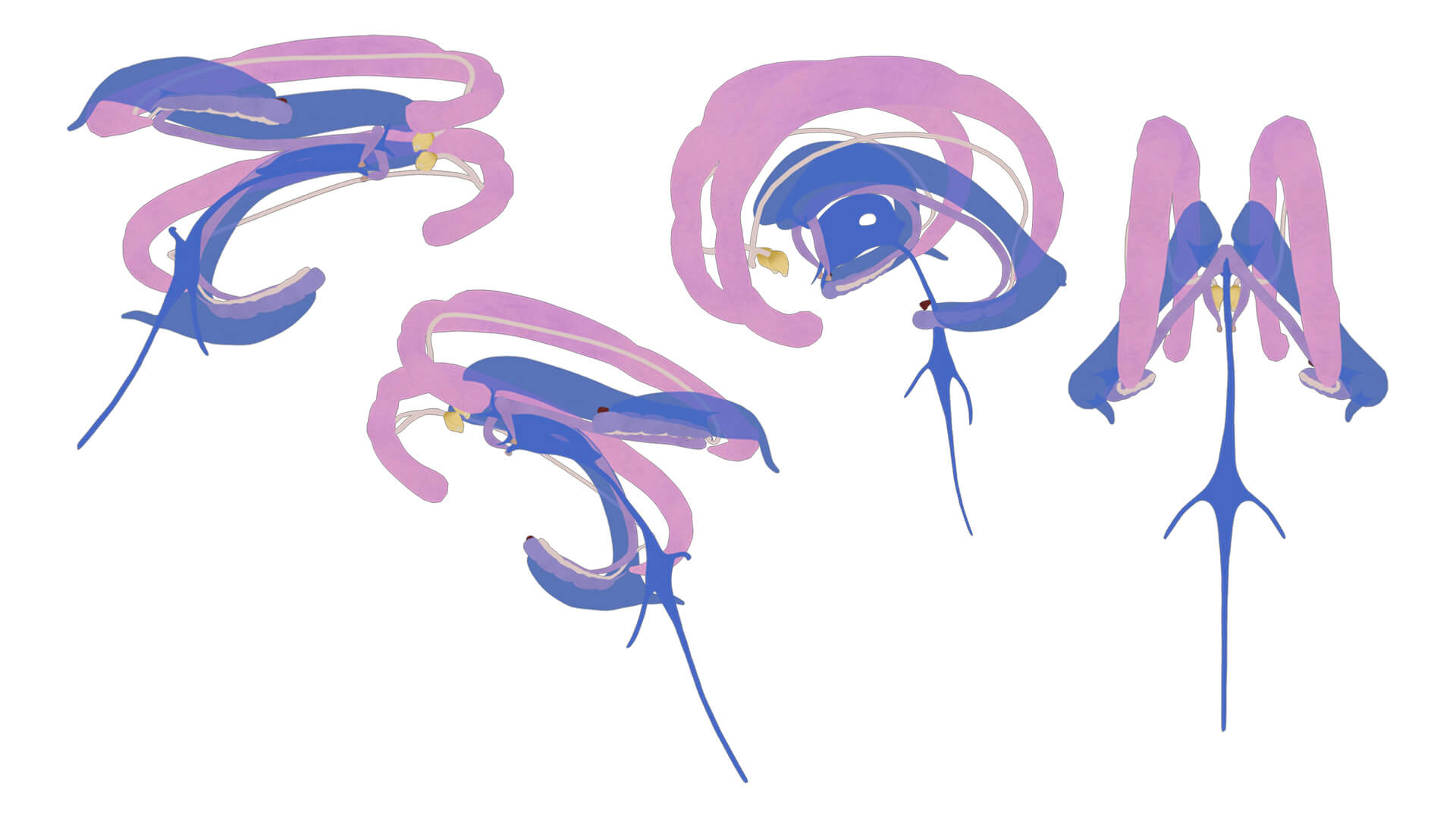 Limbic System Anatomy - 3D Model by h3ydari96