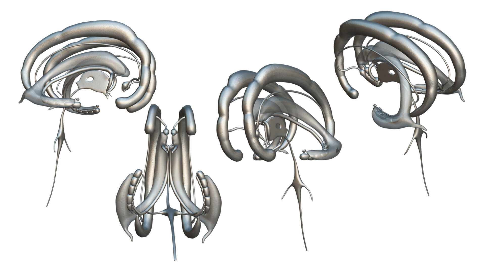 Limbic System Anatomy - 3D Model by h3ydari96