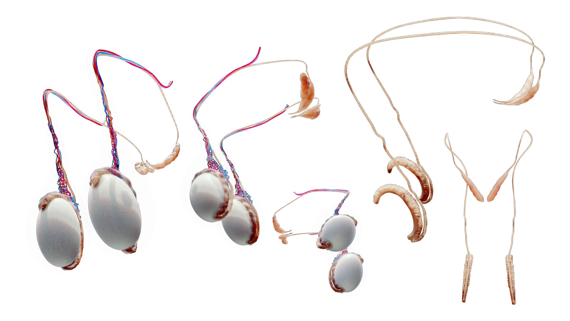 Male Testicles Testes Anatomy - 3D Model by h3ydari96