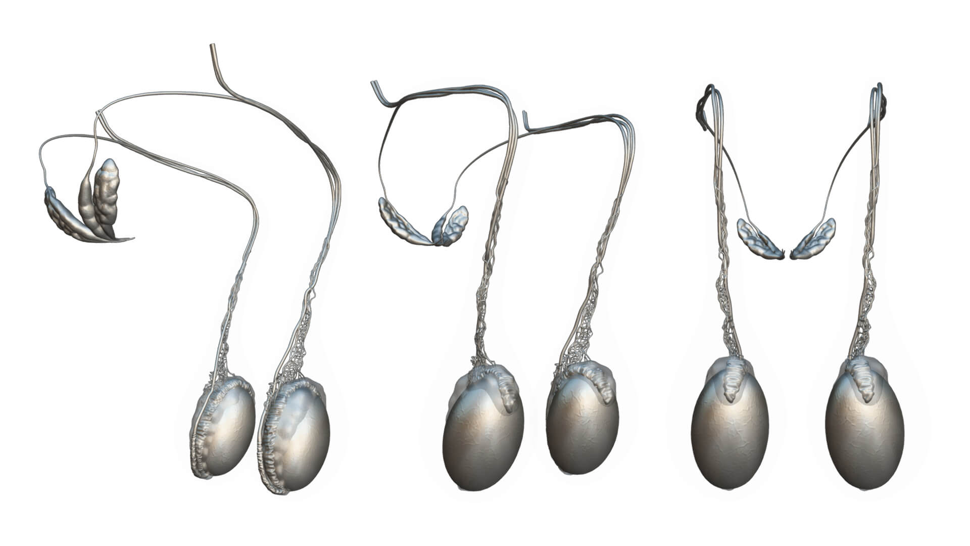 Male Testicles Testes Anatomy - 3D Model by h3ydari96