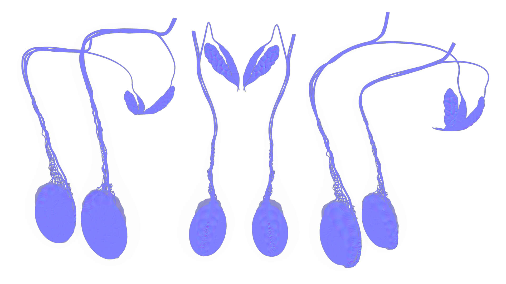 Male Testicles Testes Anatomy - 3D Model by h3ydari96