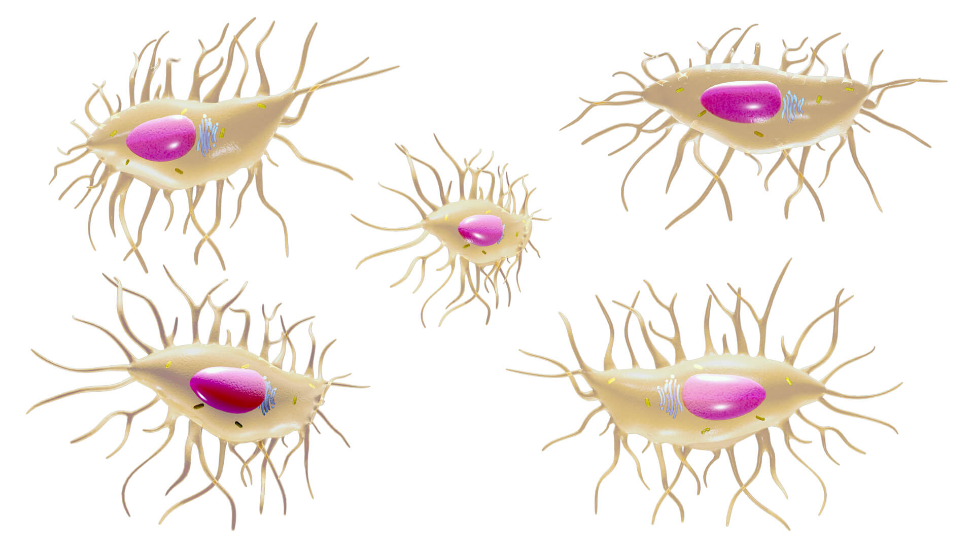Osteocyte Bone Cell - 3D Model by h3ydari96