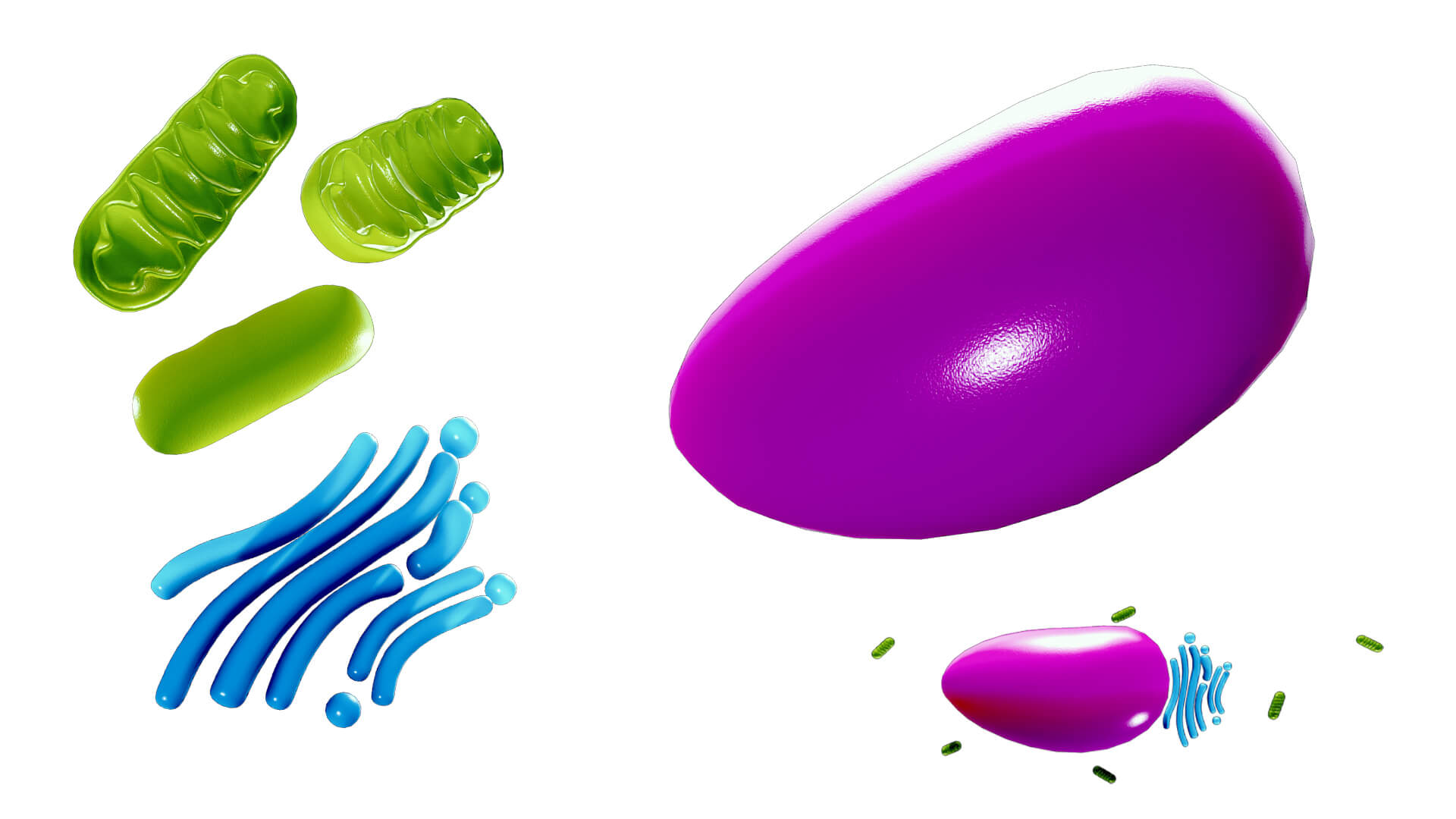 Osteocyte Bone Cell - 3D Model by h3ydari96