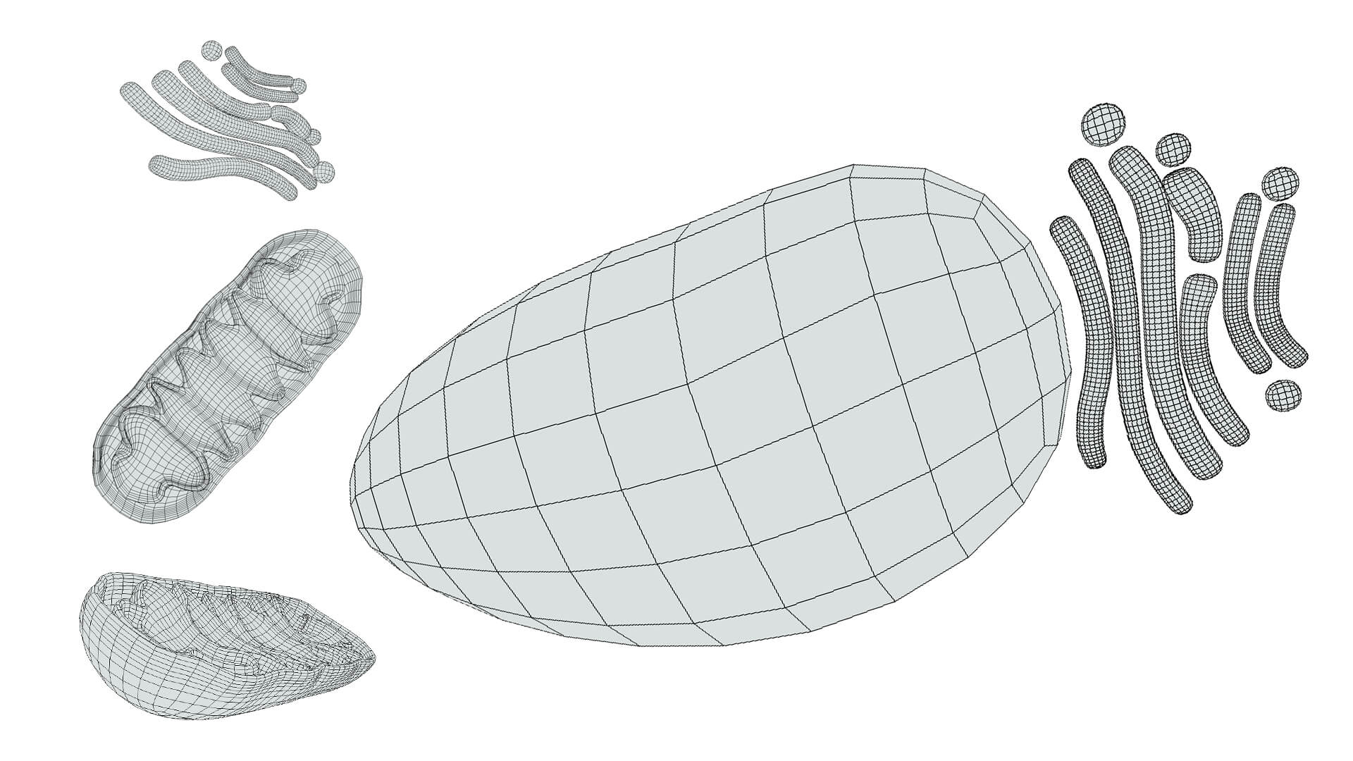 Osteocyte Bone Cell - 3D Model by h3ydari96