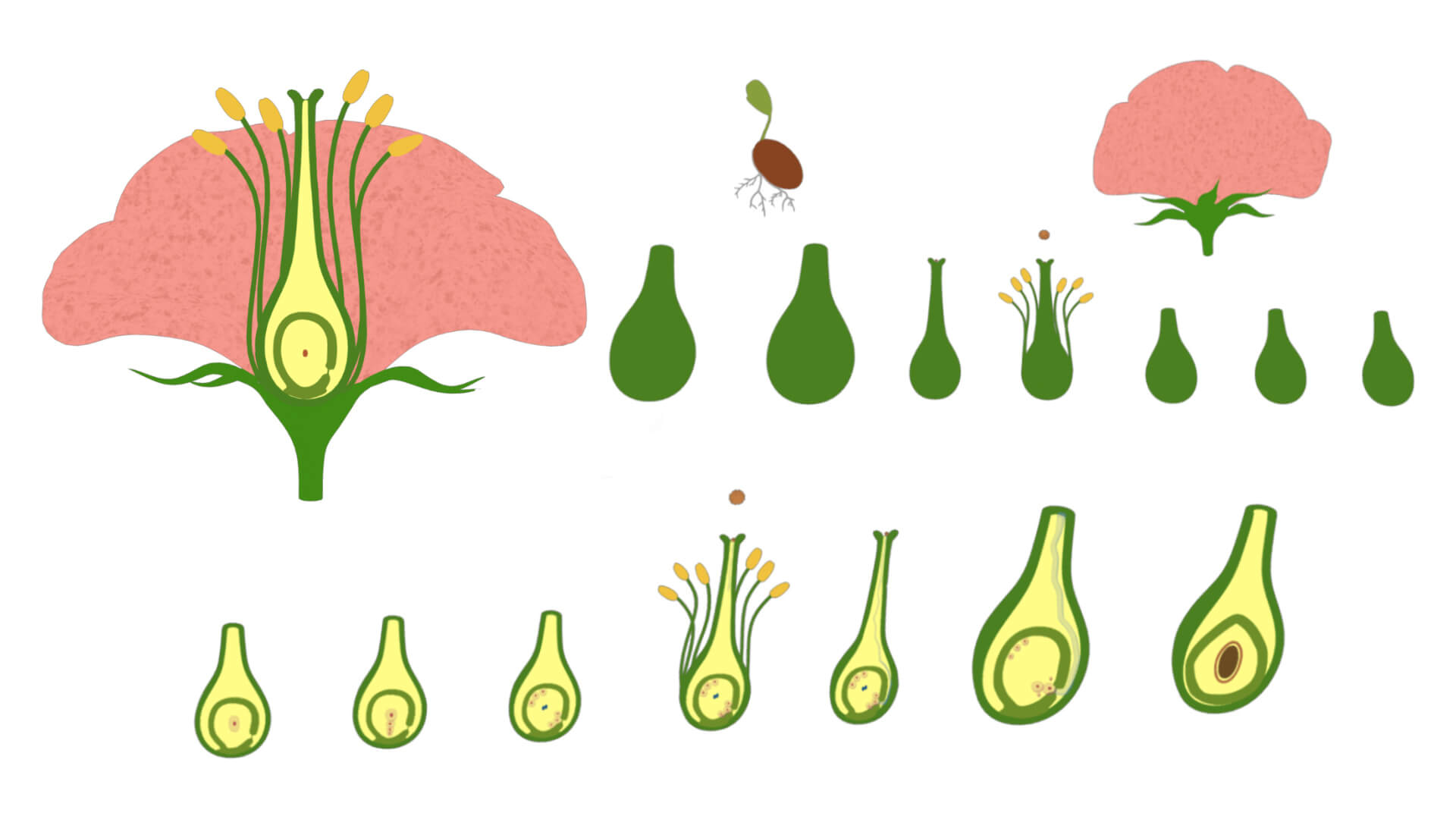 Parts of a Flower - Ovary Stages 3D Model by h3ydari96