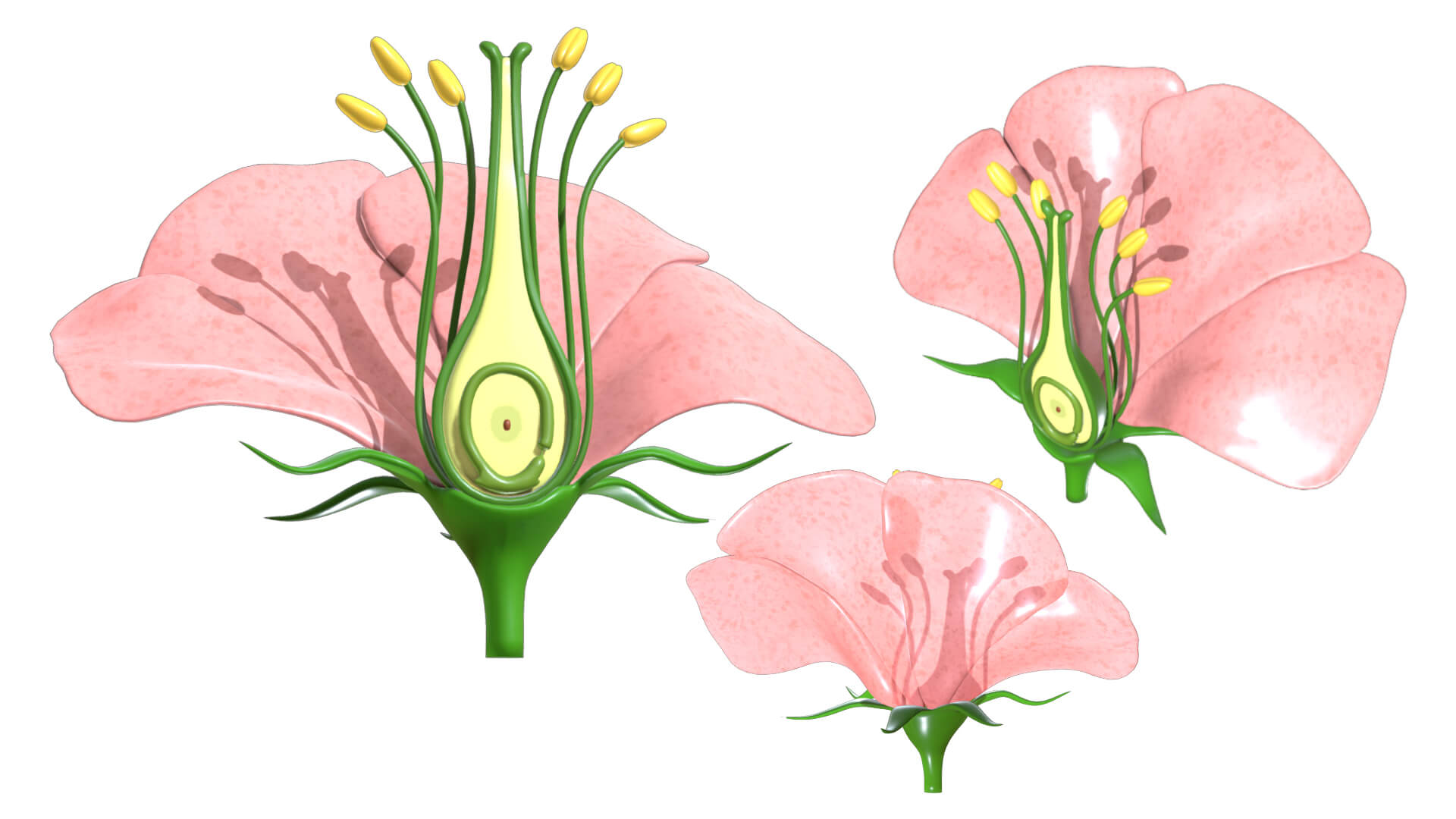 Parts of a Flower - Ovary Stages 3D Model by h3ydari96