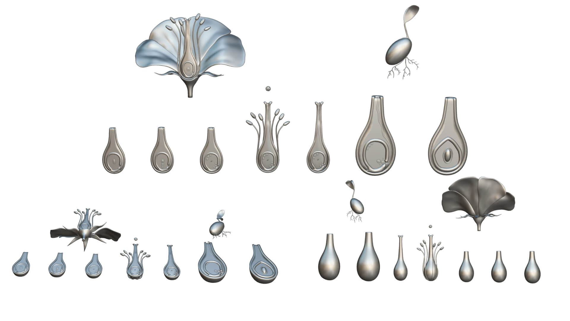 Parts of a Flower - Ovary Stages 3D Model by h3ydari96