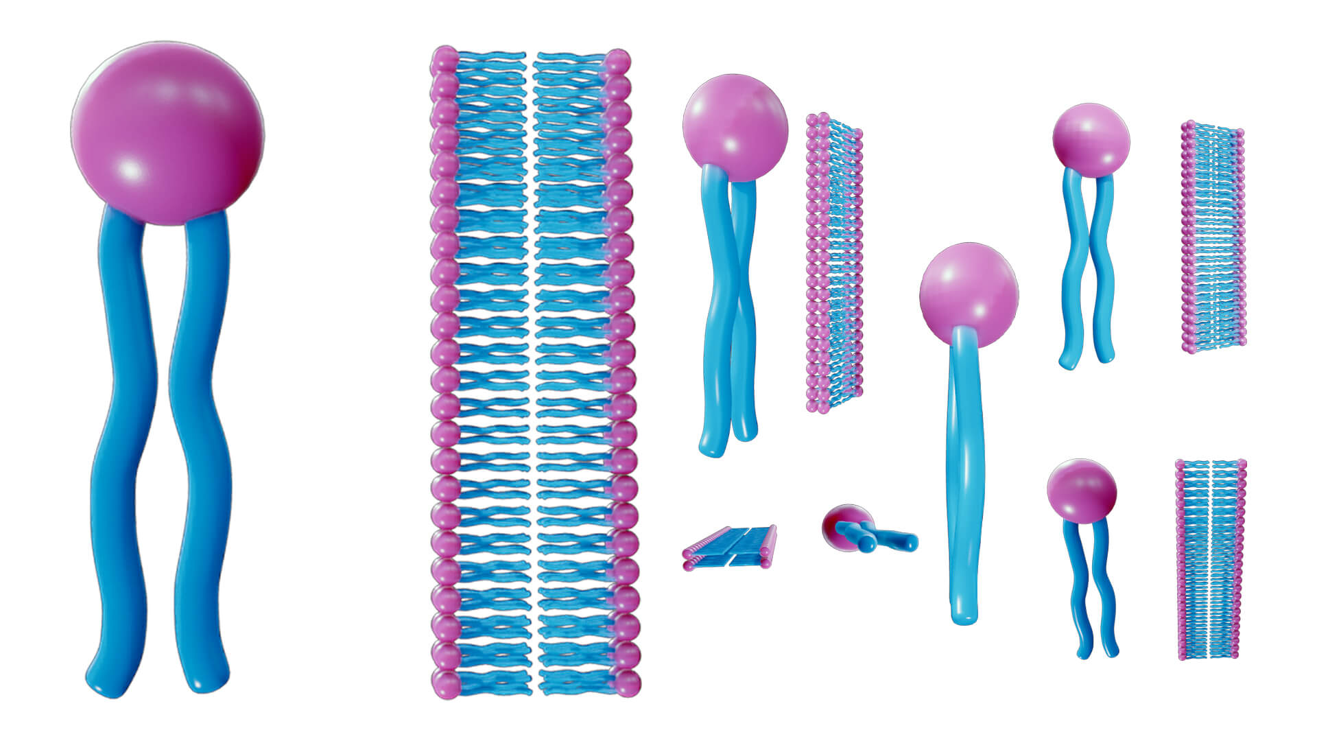 Phospholipid Structure - 3D Model by h3ydari96