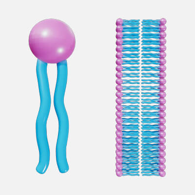 Phospholipid Structure - 3D Model by h3ydari96