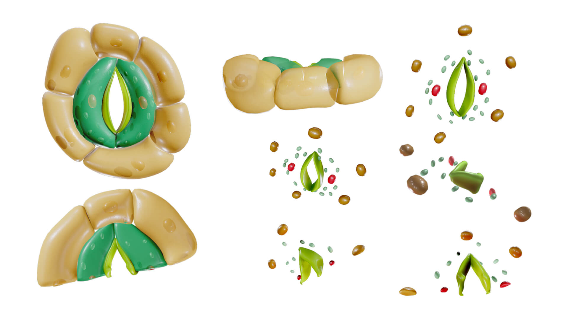 Plant Stomata Structure - 3D Model by h3ydari96