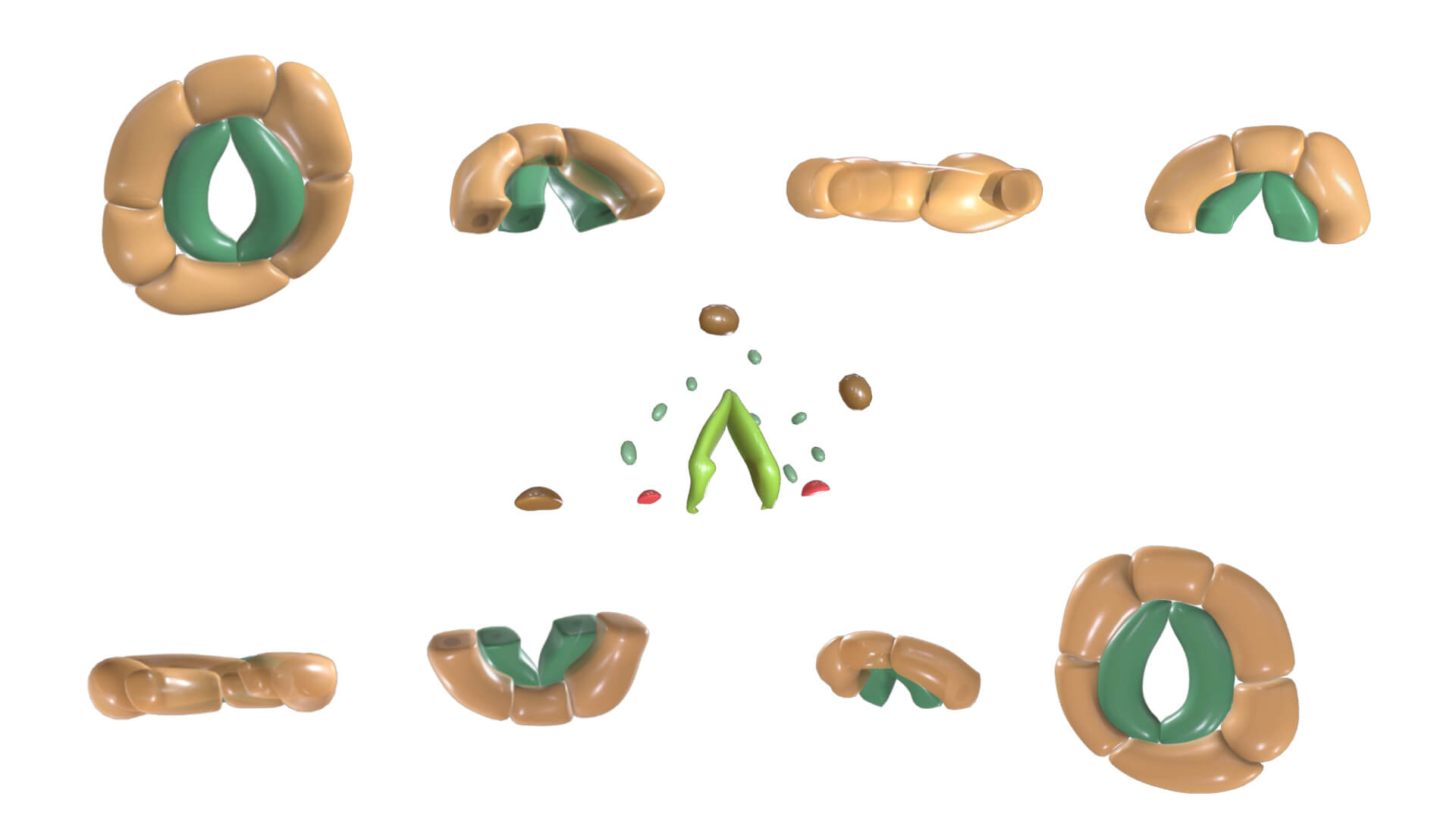 Plant Stomata Structure - 3D Model by h3ydari96