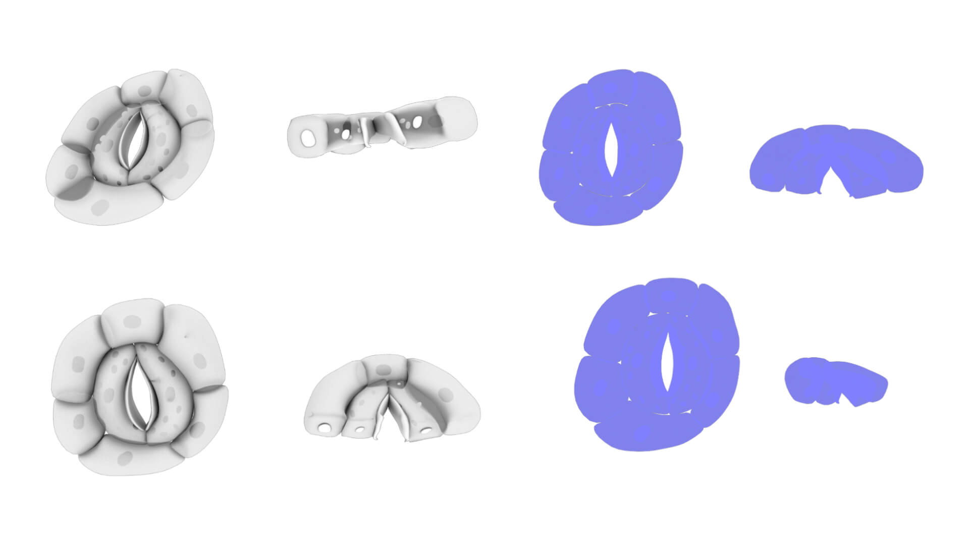 Plant Stomata Structure - 3D Model by h3ydari96