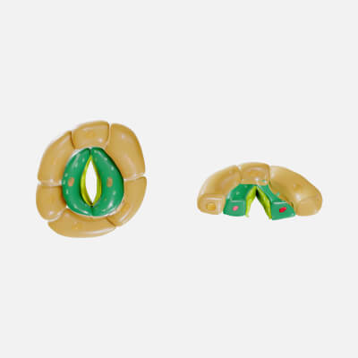 Plant Stomata Structure - 3D Model by h3ydari96