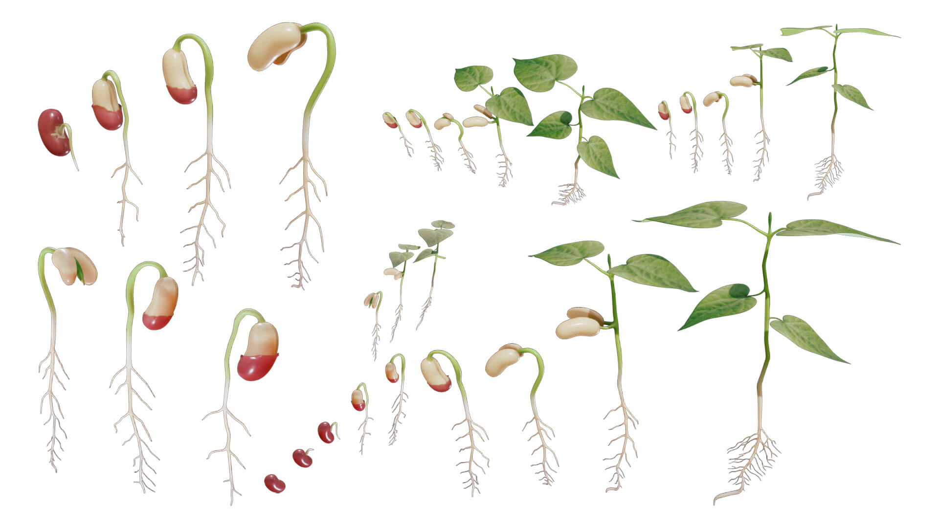 Process of Seed Germination - 3D Model by h3ydari96