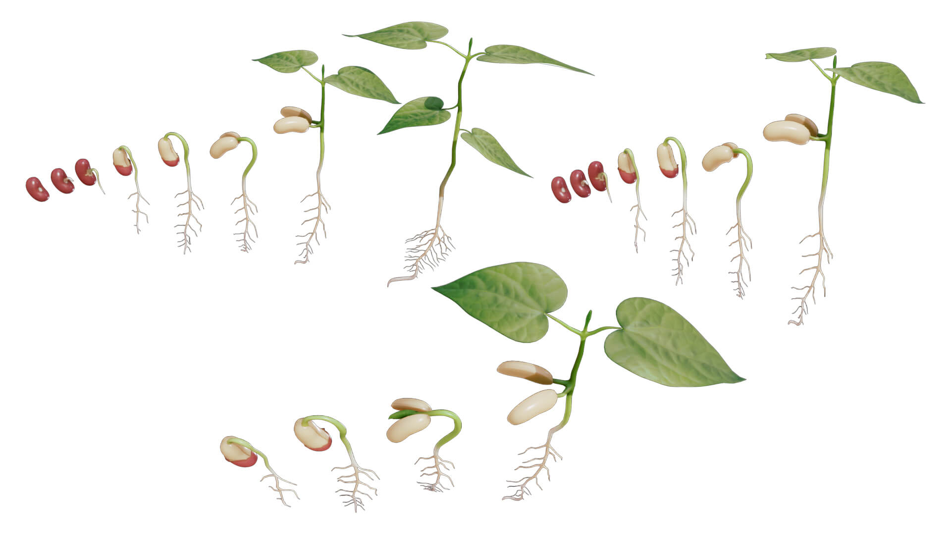 Process of Seed Germination - 3D Model by h3ydari96