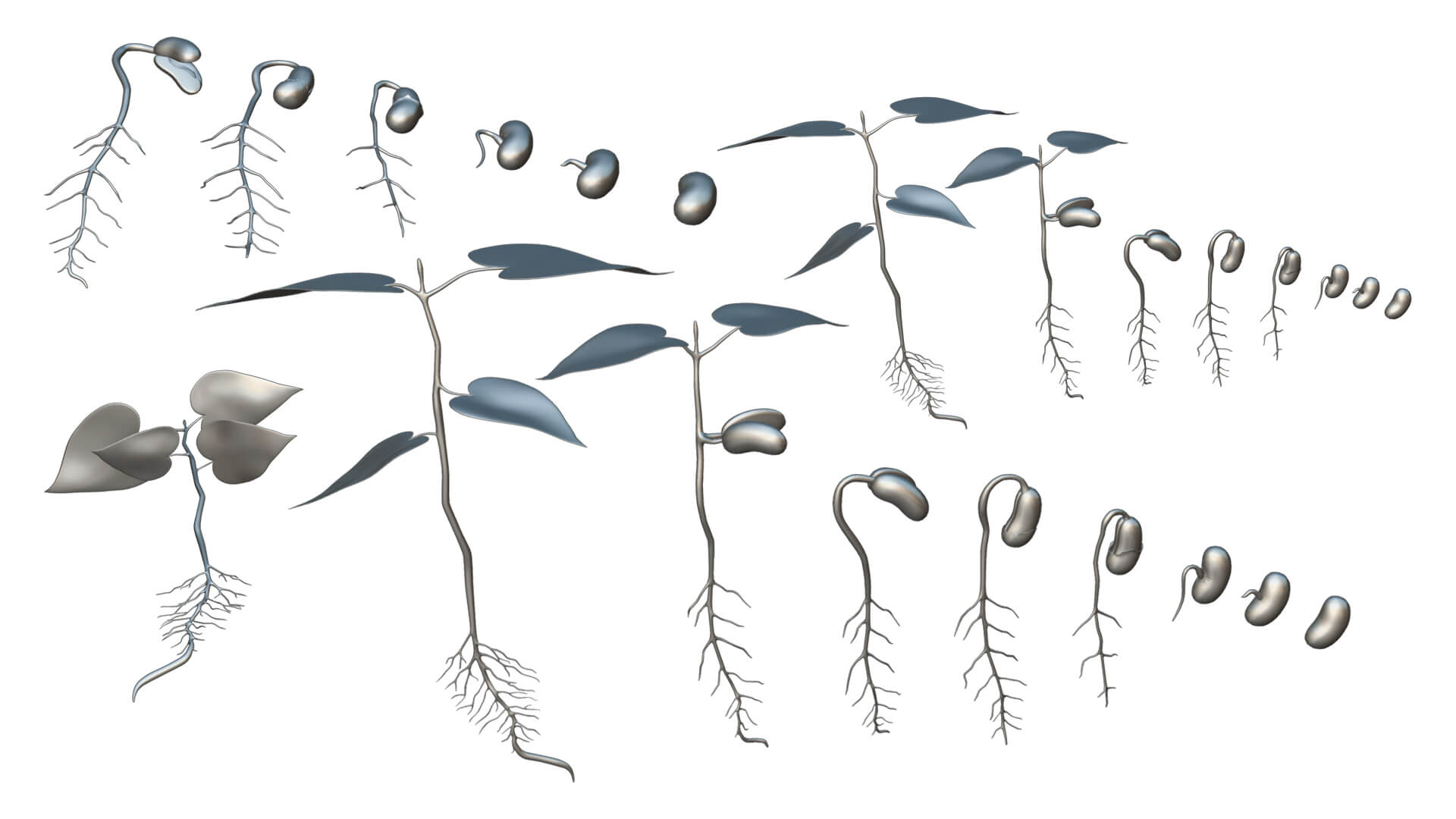 Process of Seed Germination - 3D Model by h3ydari96