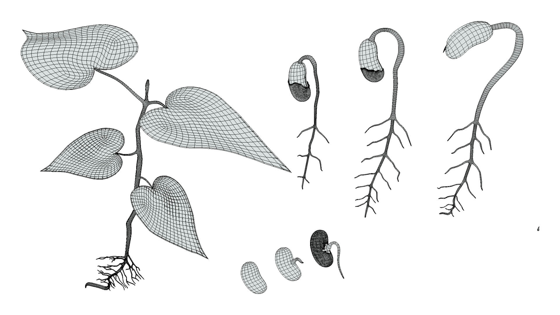 Process of Seed Germination - 3D Model by h3ydari96