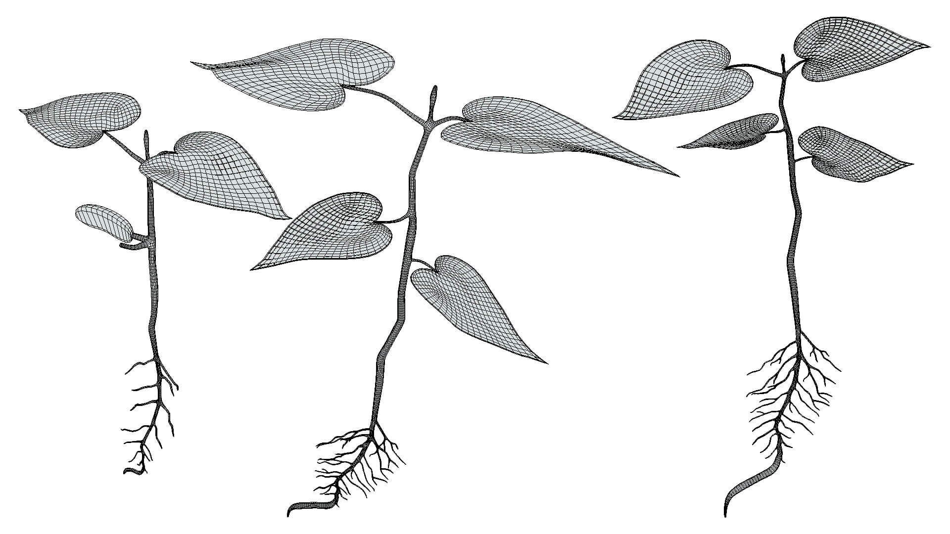 Process of Seed Germination - 3D Model by h3ydari96