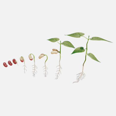 Process of Seed Germination - 3D Model by h3ydari96