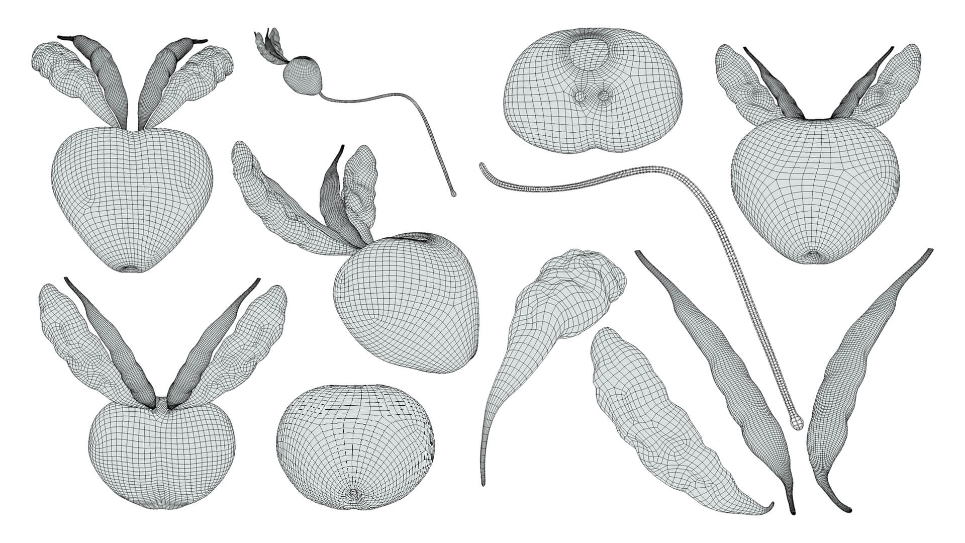 Prostate Anatomy - 3D Model by h3ydari96
