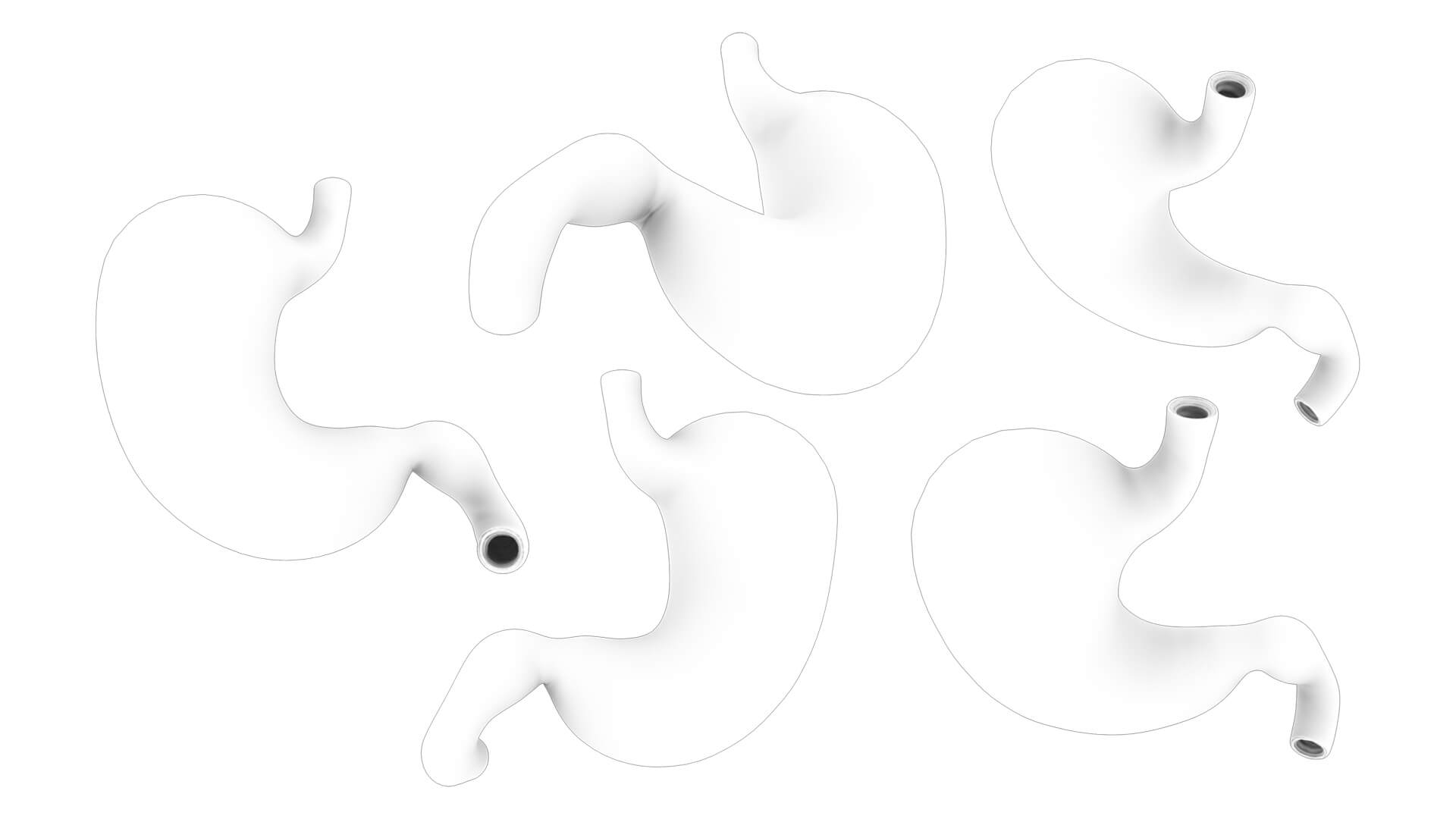 Stomach Complete Version - 3D Model by h3ydari96