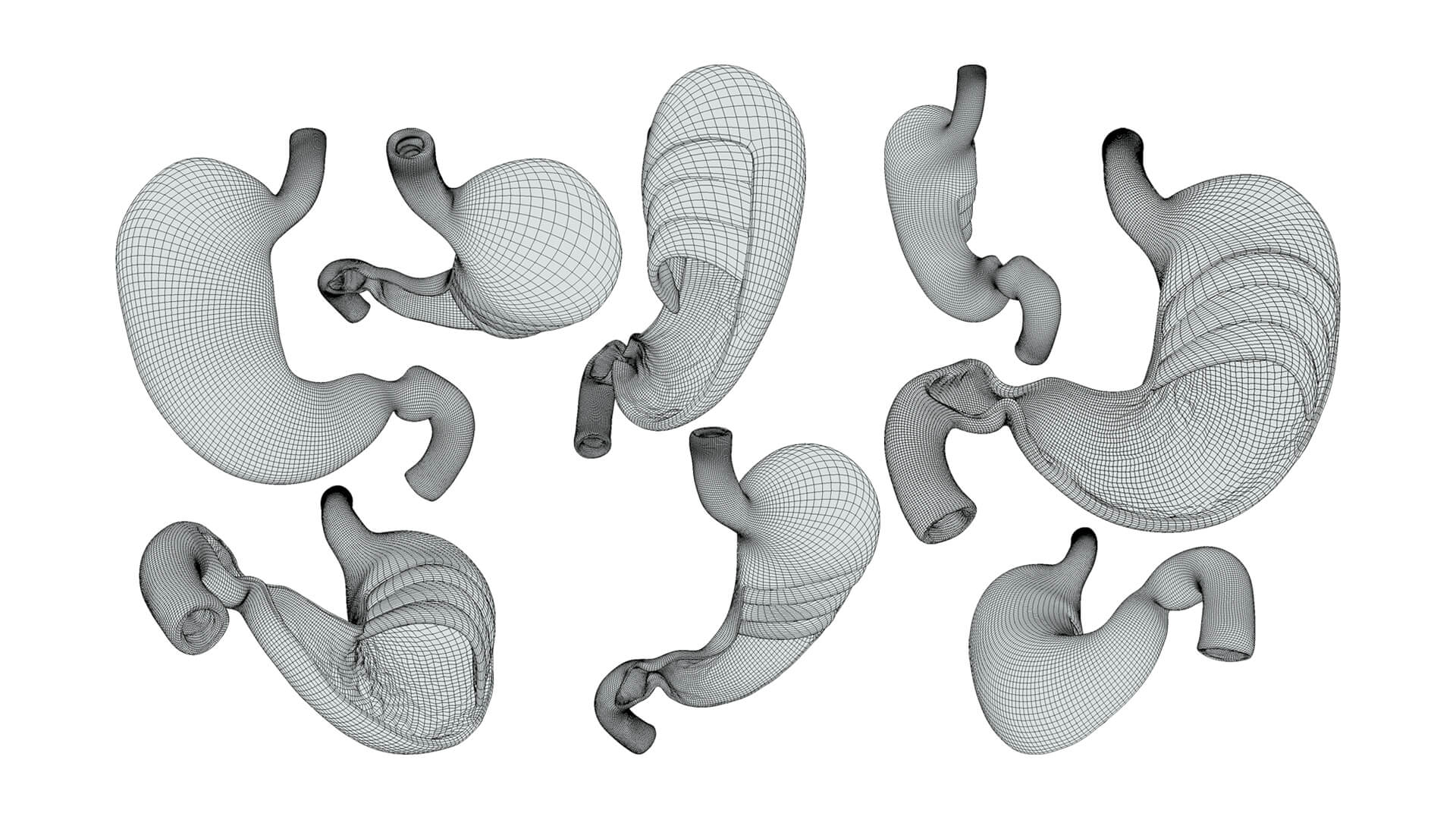 Stomach Complete Version - 3D Model by h3ydari96