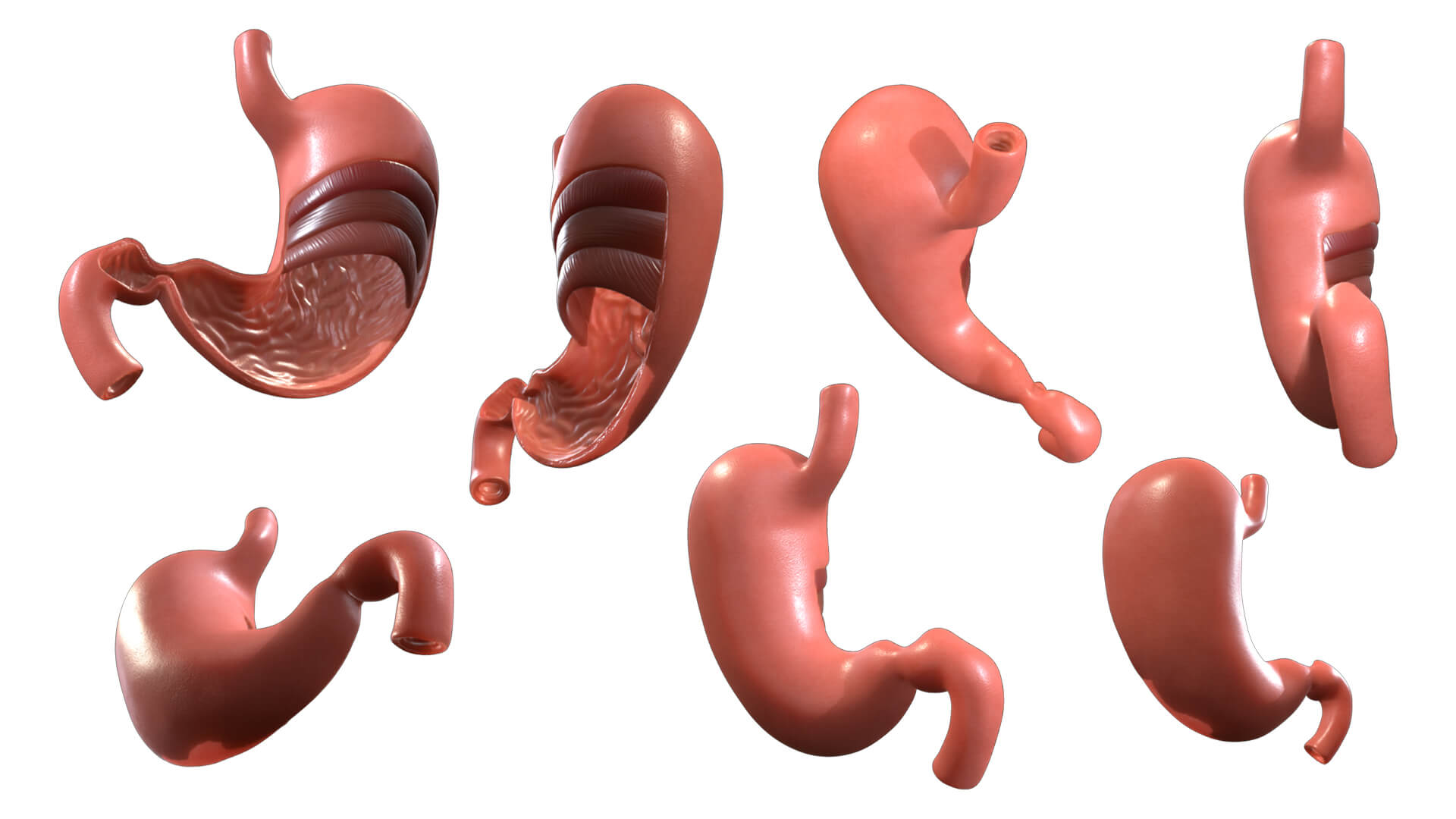 Stomach Cross Section Anatomy - 3D Model by h3ydari96