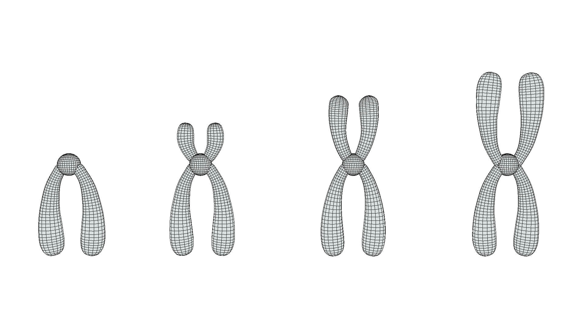 Types of Chromosomes - 3D Model by h3ydari96