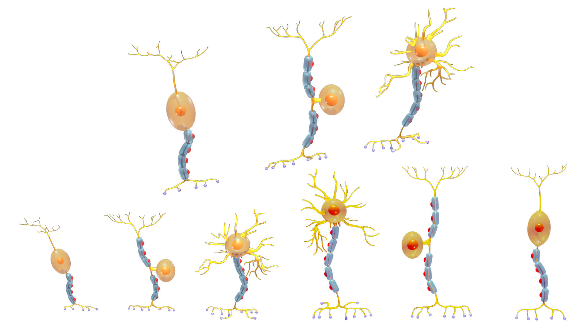 Types of Neurons - 3D Model by h3ydari96