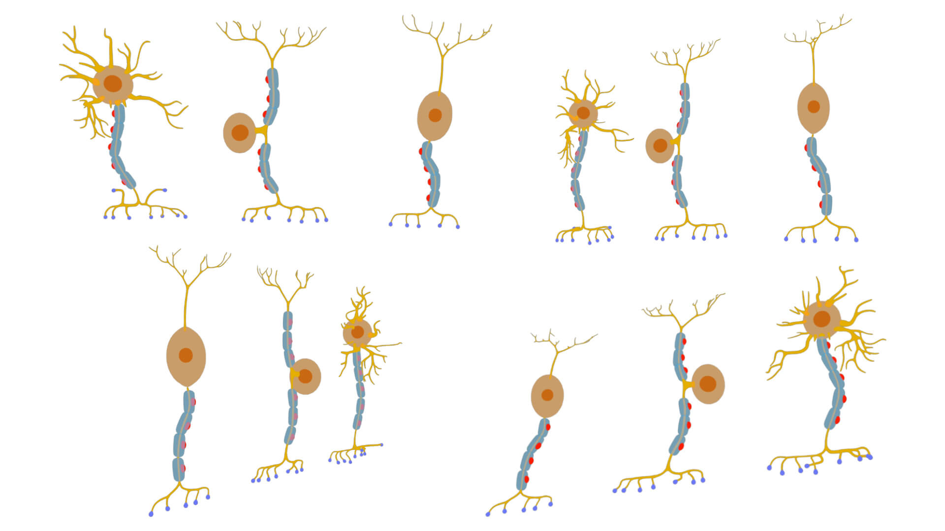 Types of Neurons - 3D Model by h3ydari96