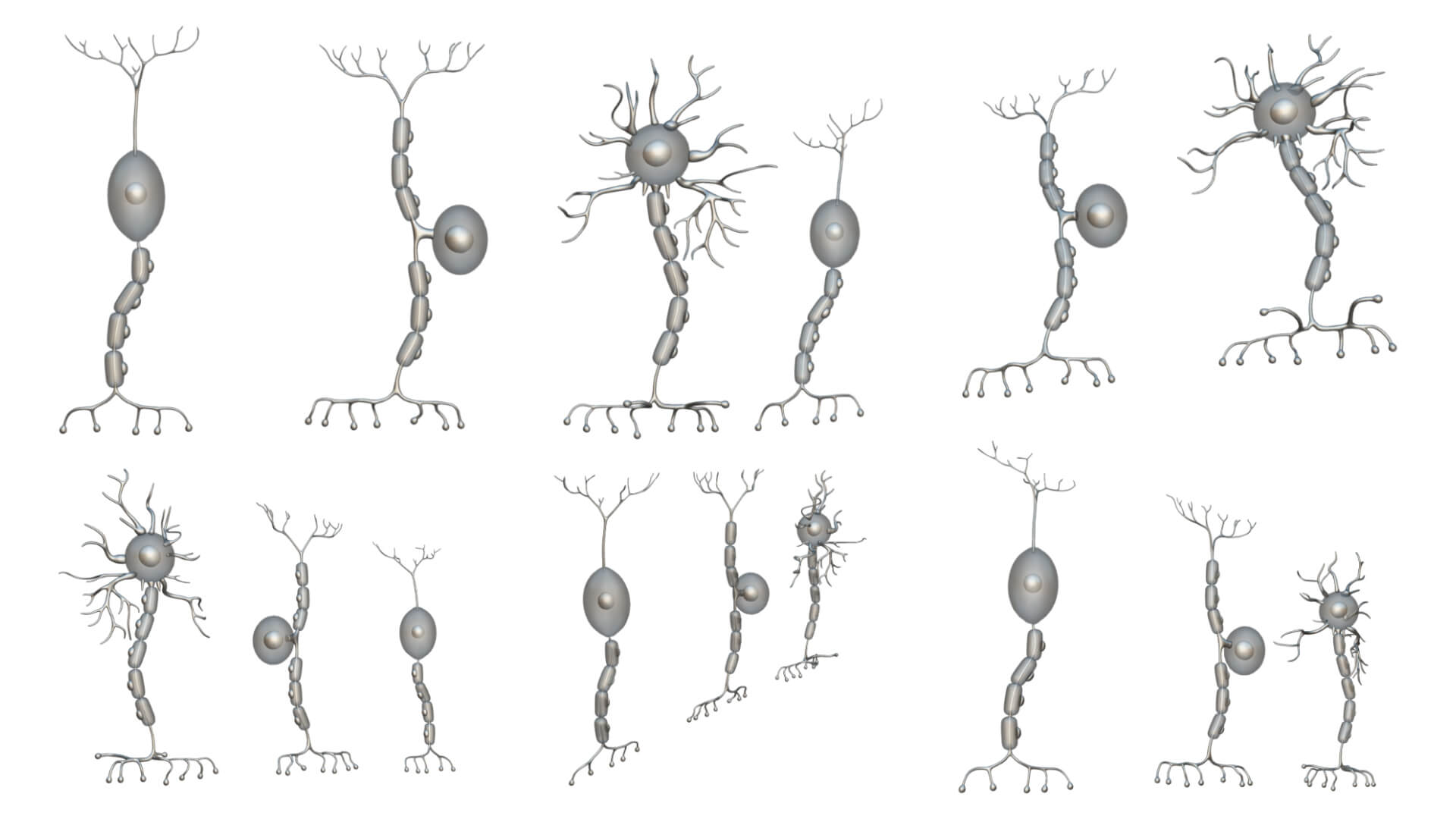 Types of Neurons - 3D Model by h3ydari96