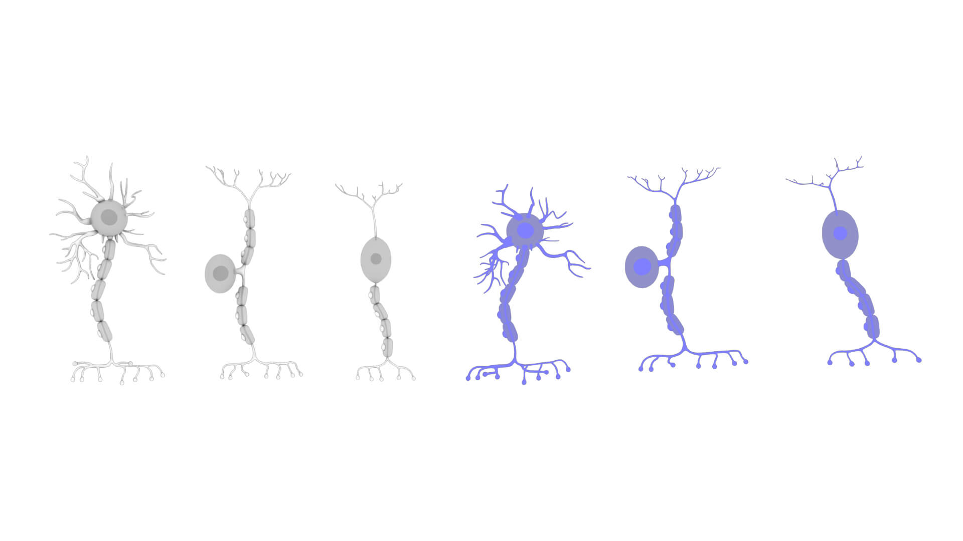 Types of Neurons - 3D Model by h3ydari96