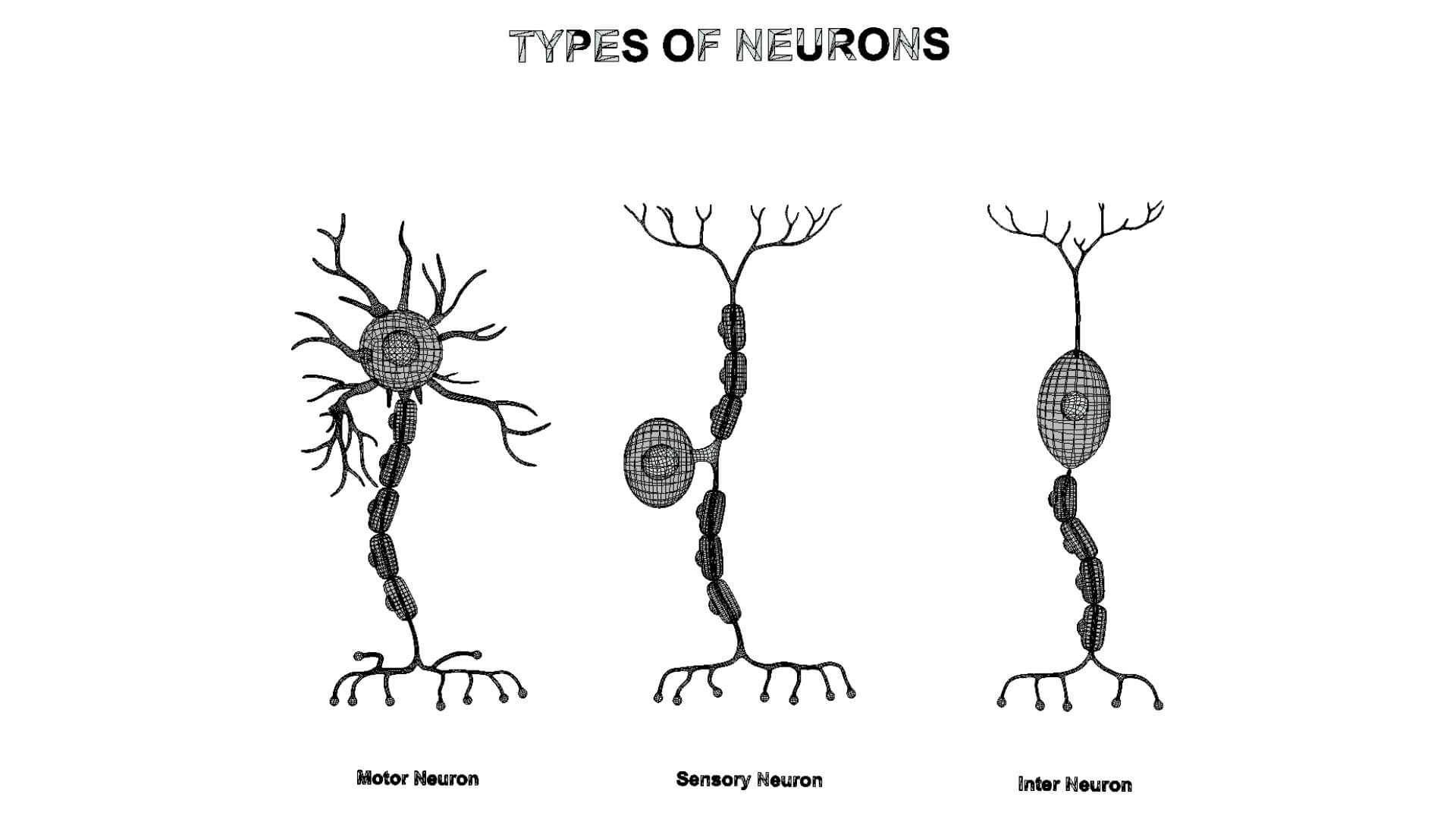 Types of Neurons - 3D Model by h3ydari96