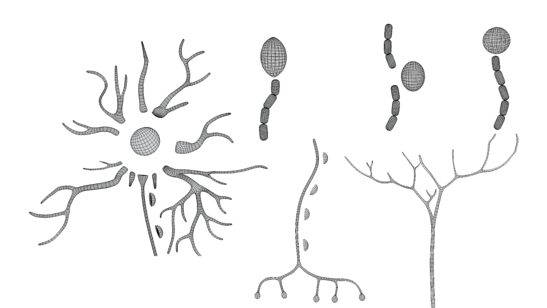 Types of Neurons - 3D Model by h3ydari96
