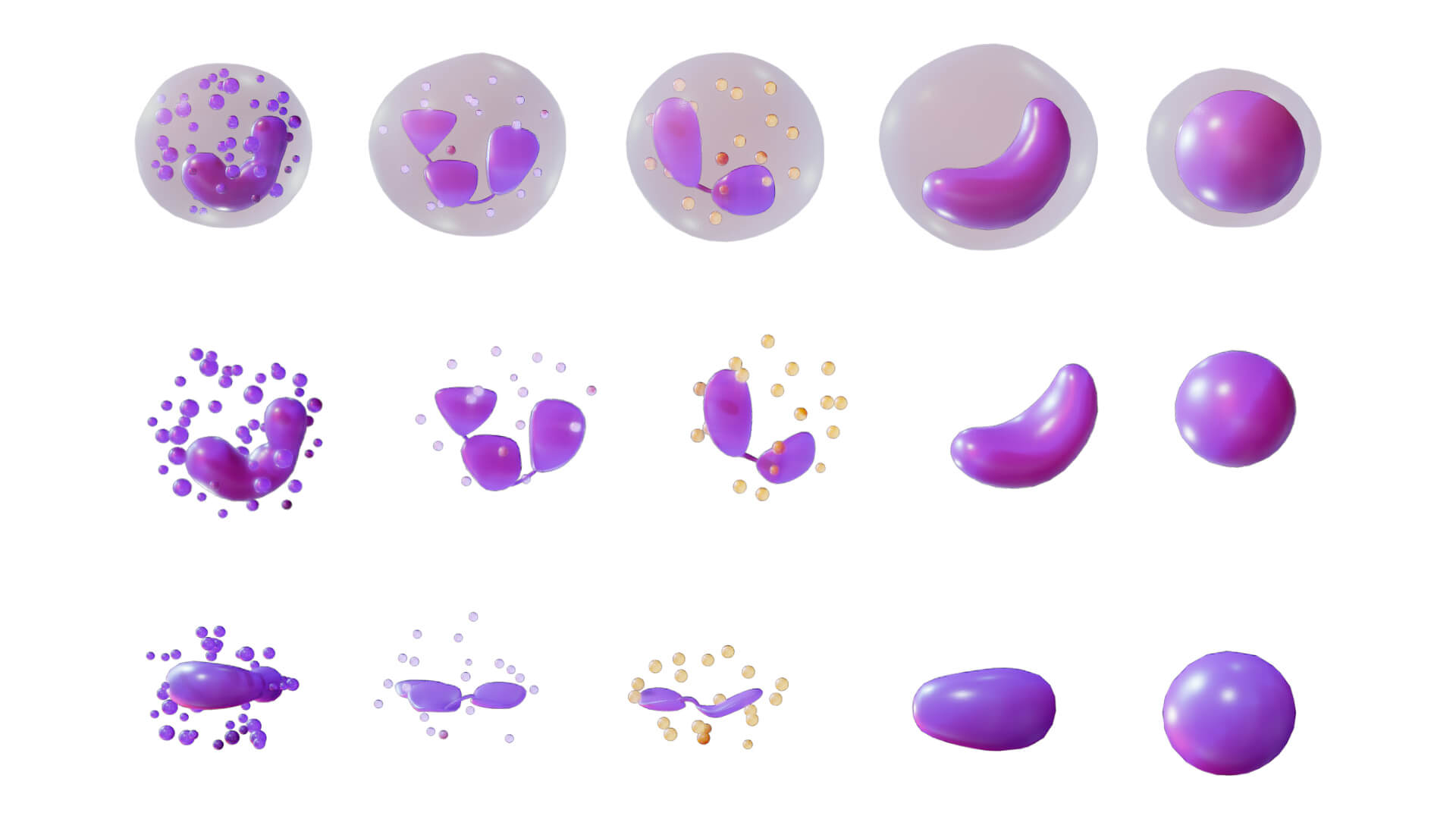 White Blood Cells - 3D Model by h3ydari96
