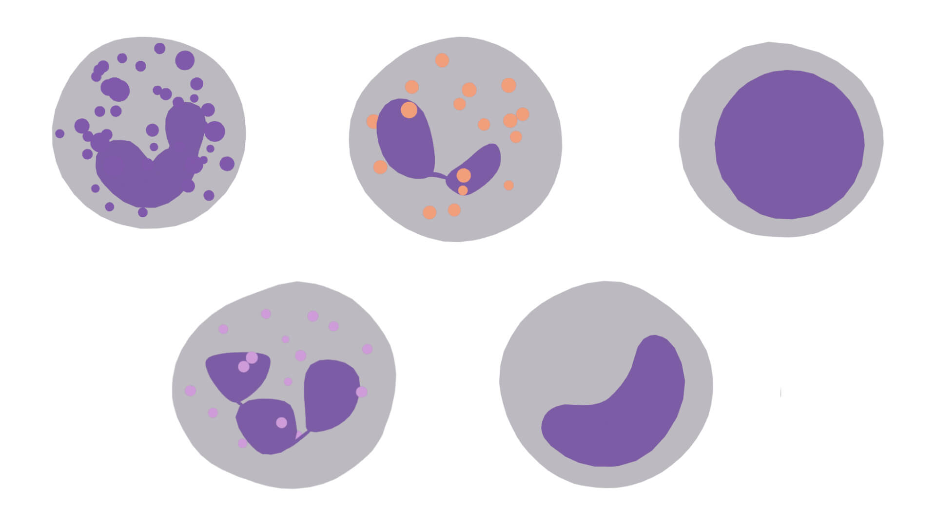 White Blood Cells - 3D Model by h3ydari96