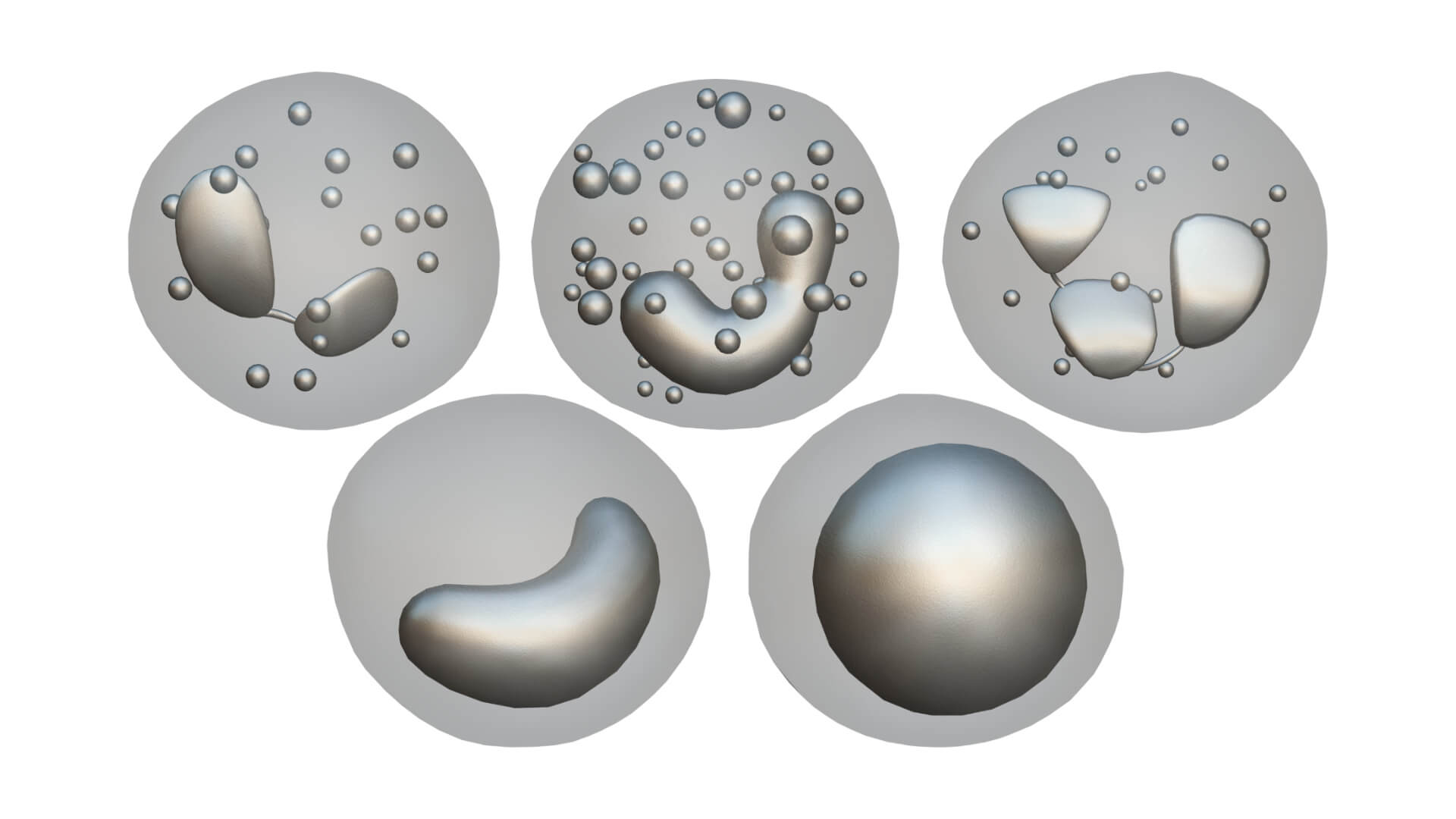 White Blood Cells - 3D Model by h3ydari96