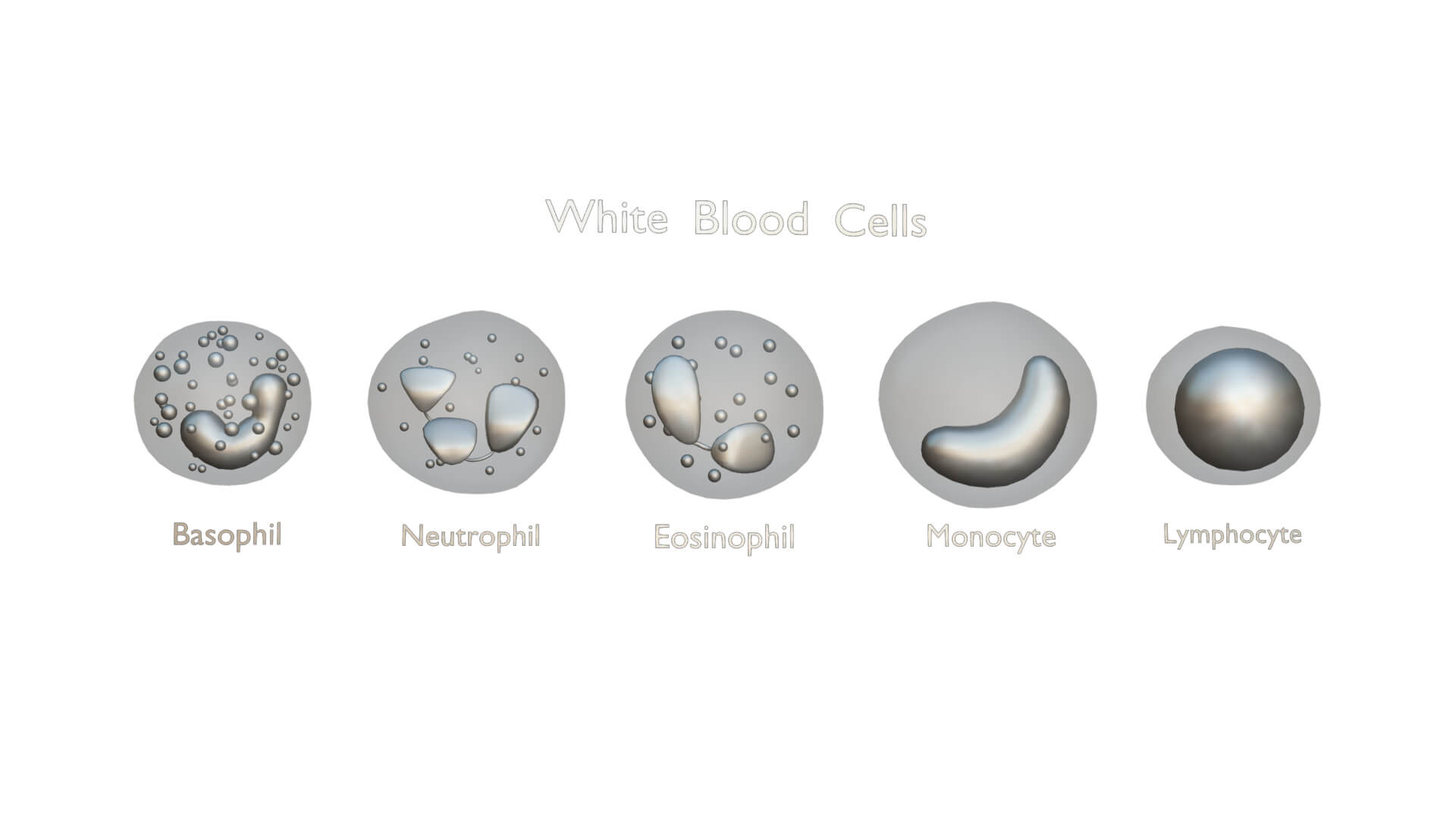 White Blood Cells - 3D Model by h3ydari96