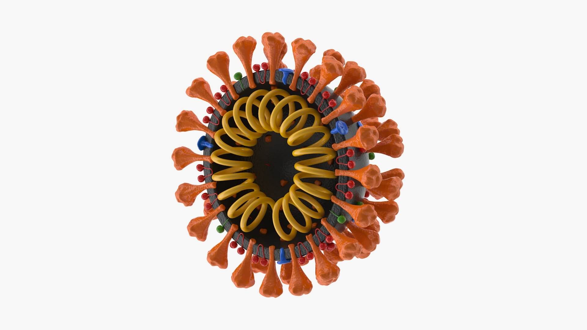 Coronavirus V2 Cross Section - 3D Model by hdpoly