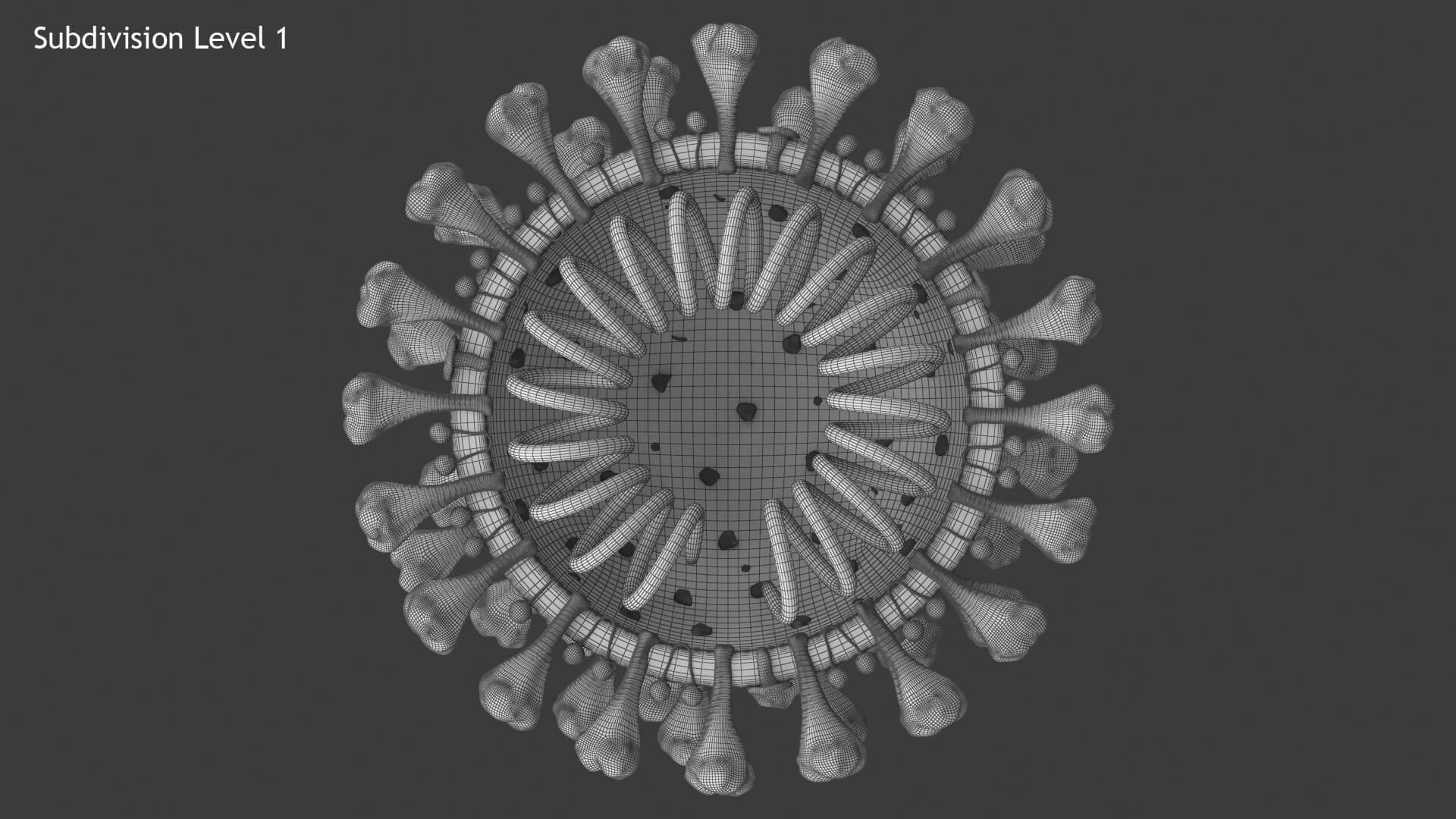 Coronavirus V2 Cross Section - 3D Model by hdpoly