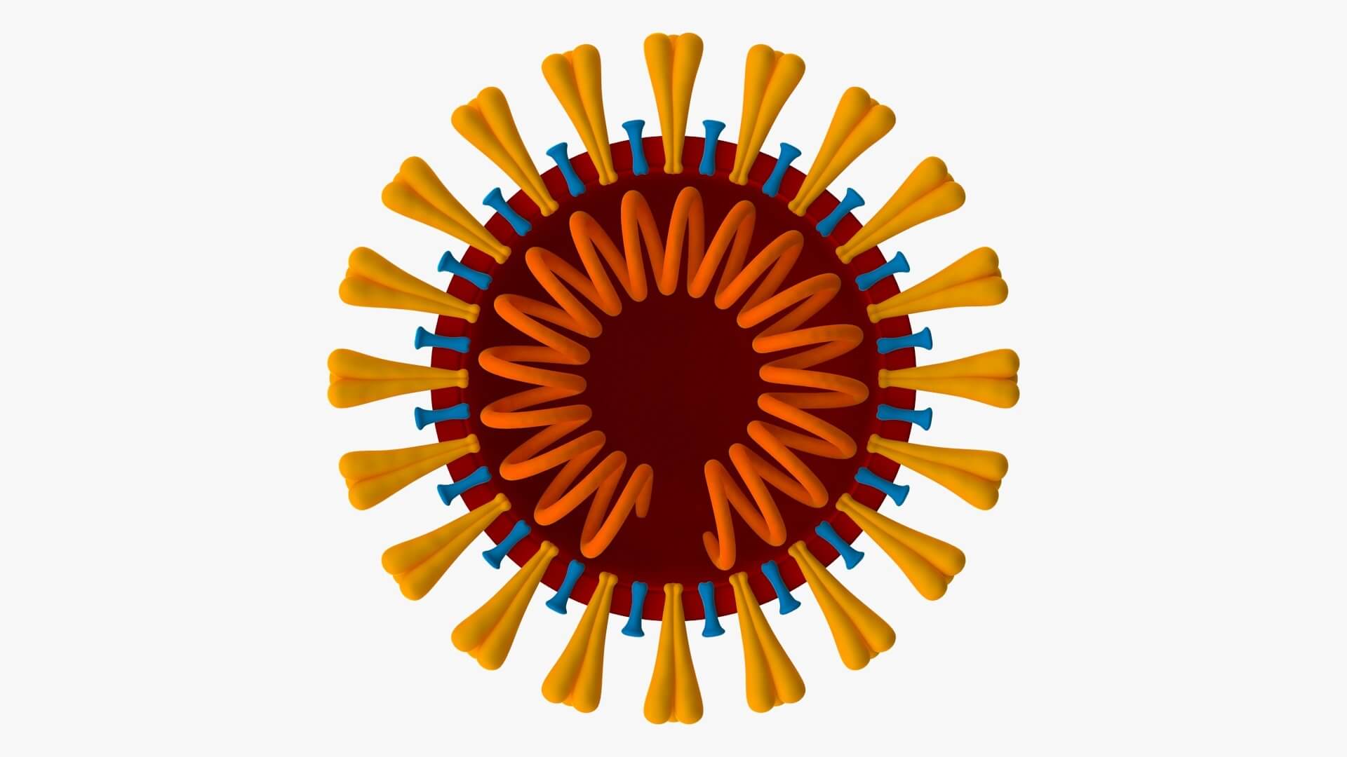 Coronavirus V3 Cross Section - 3D Model by hdpoly