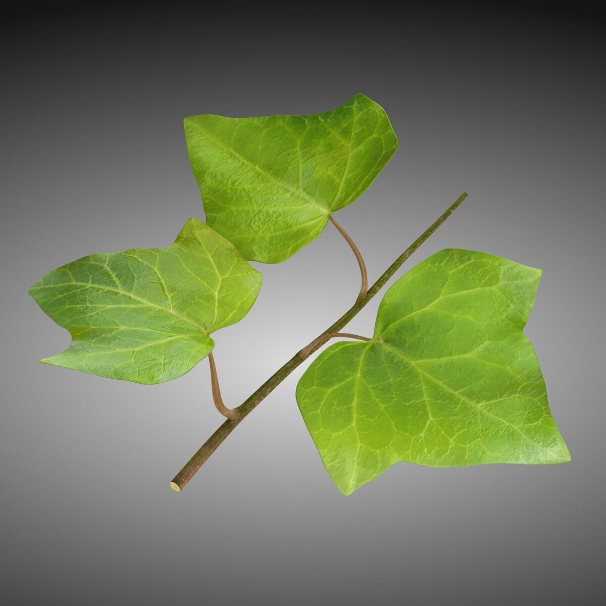 Ivy Leaf - 3D Model by hdpoly
