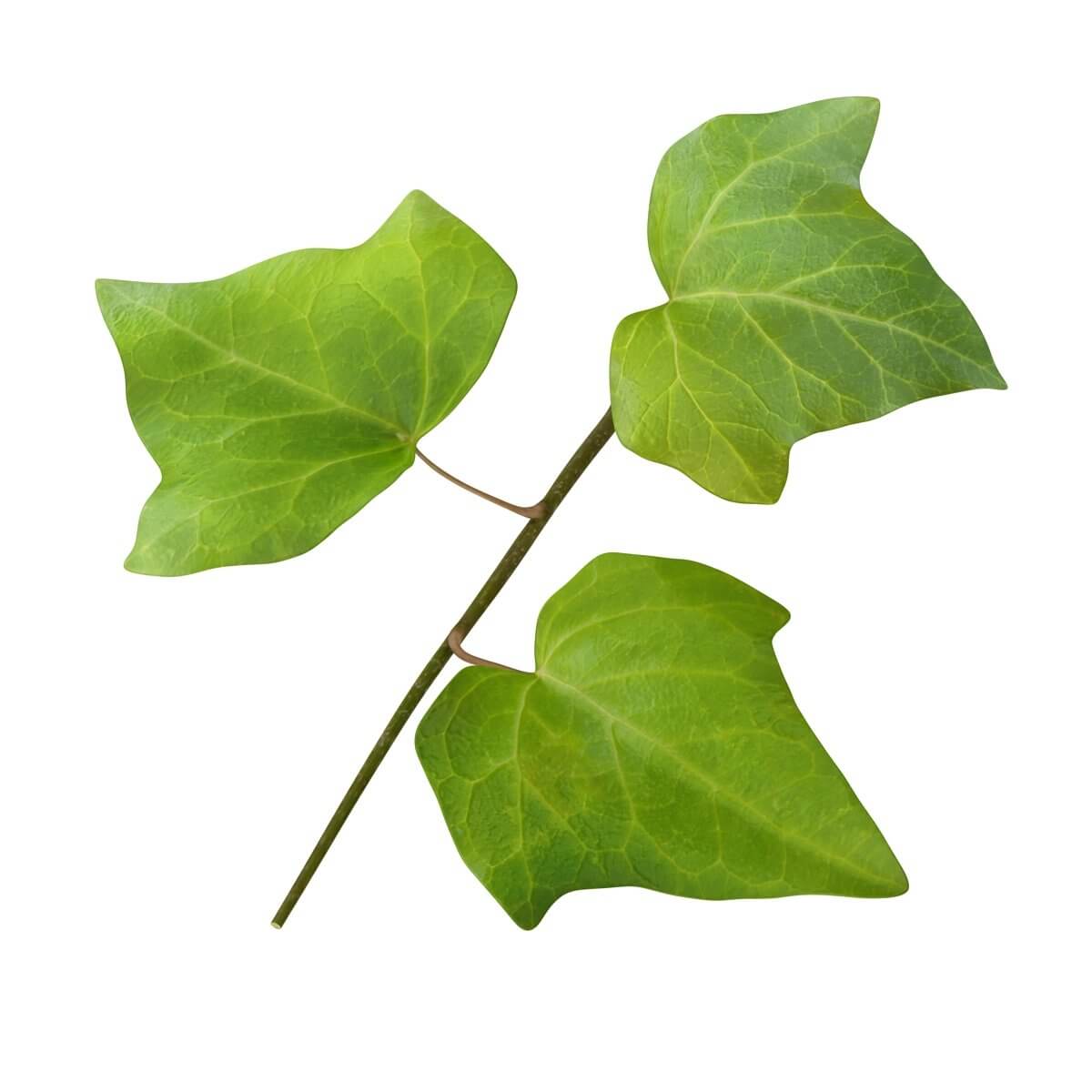 Ivy Leaf - 3D Model by hdpoly