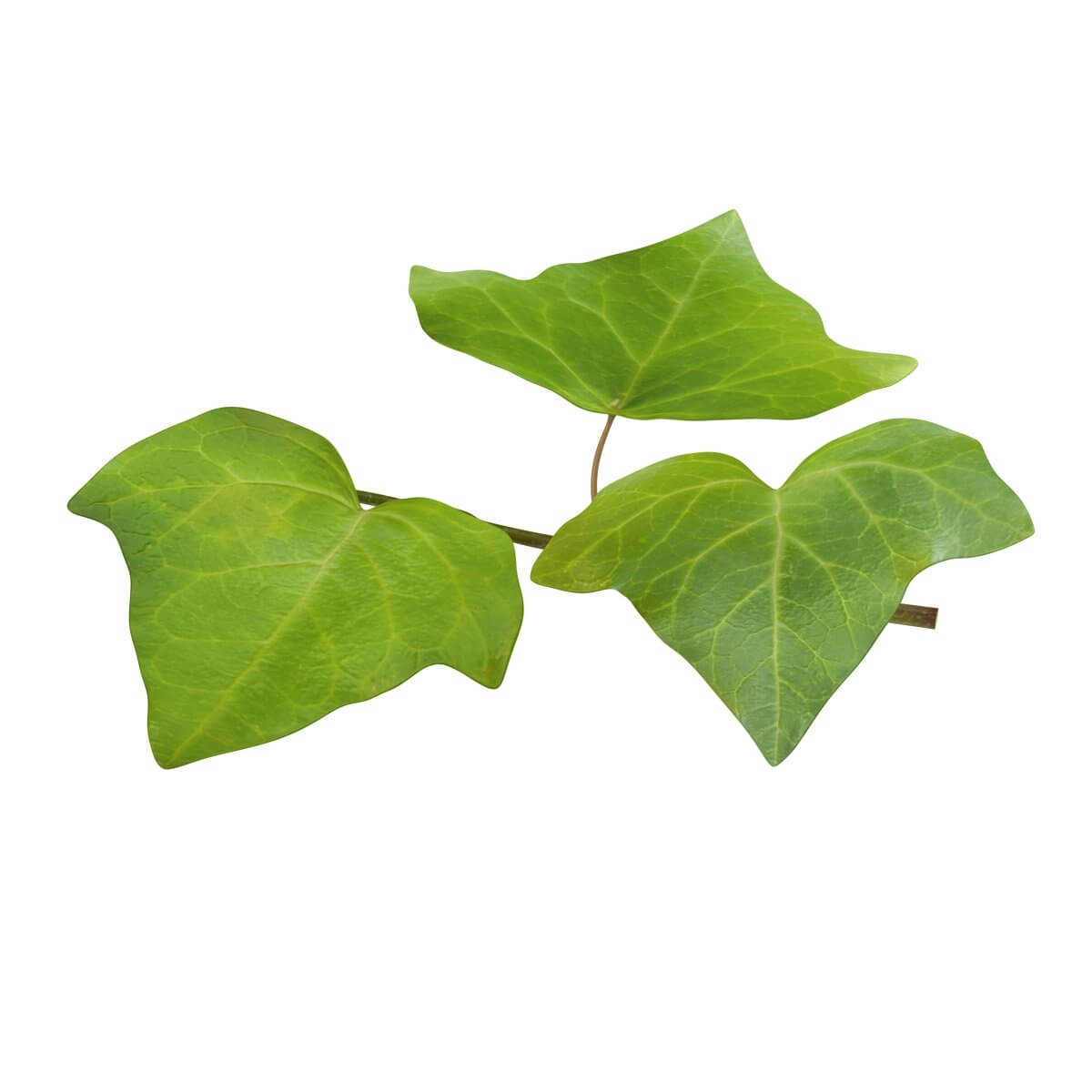 Ivy Leaf - 3D Model by hdpoly