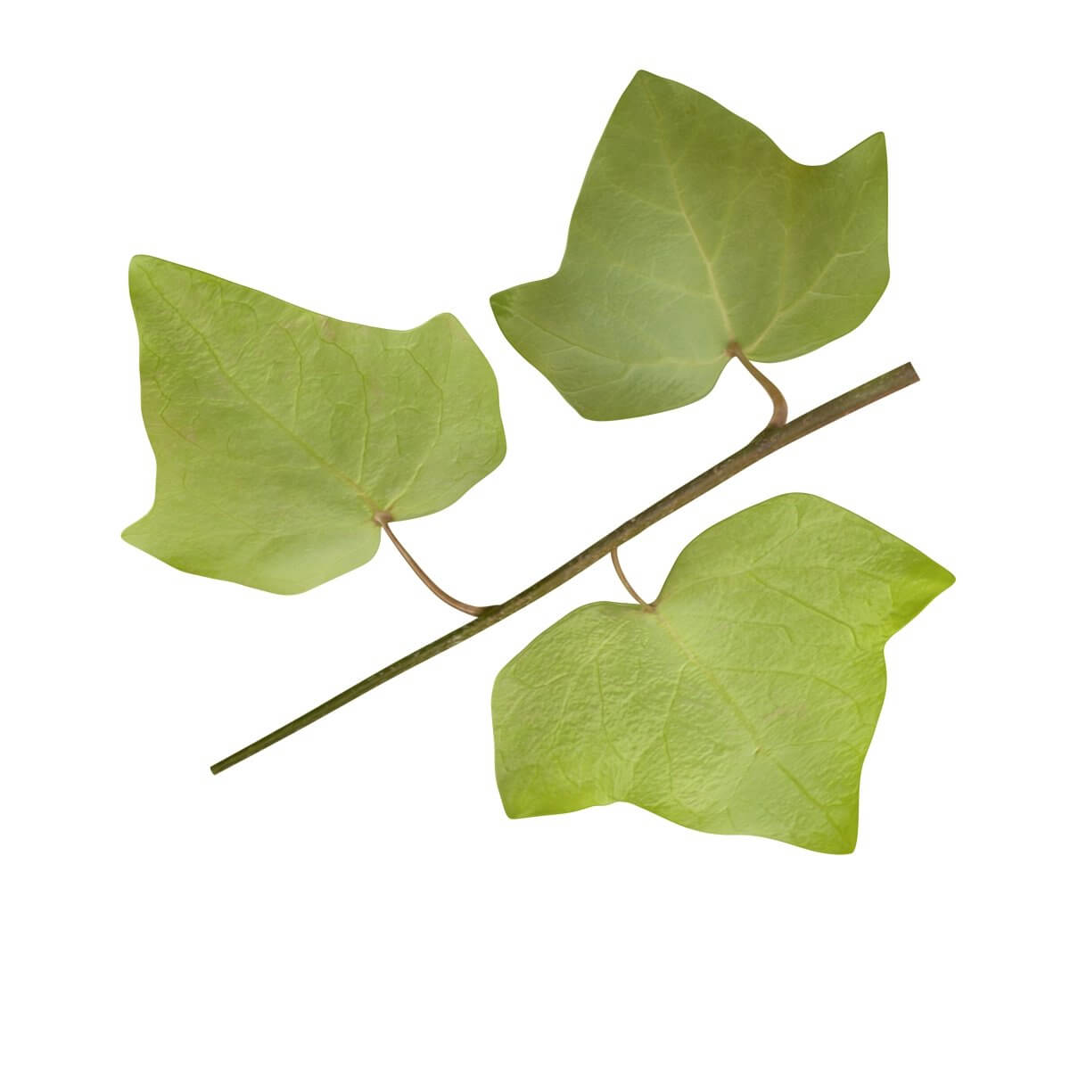 Ivy Leaf - 3D Model by hdpoly