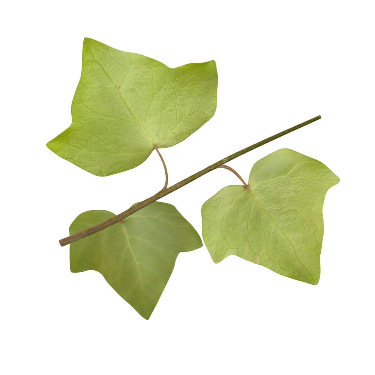 Ivy Leaf - 3D Model by hdpoly