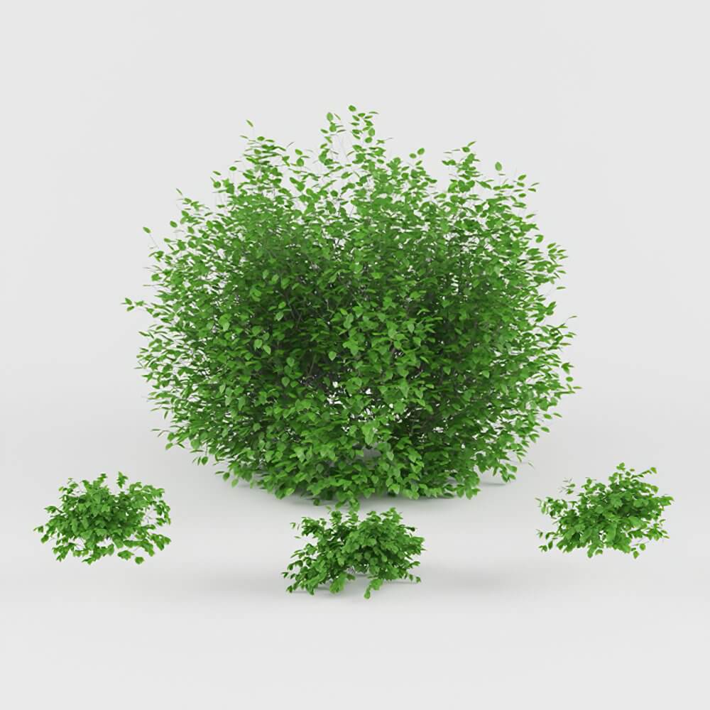 Plants Bush (V-Ray) 3D Model by Hdri_World